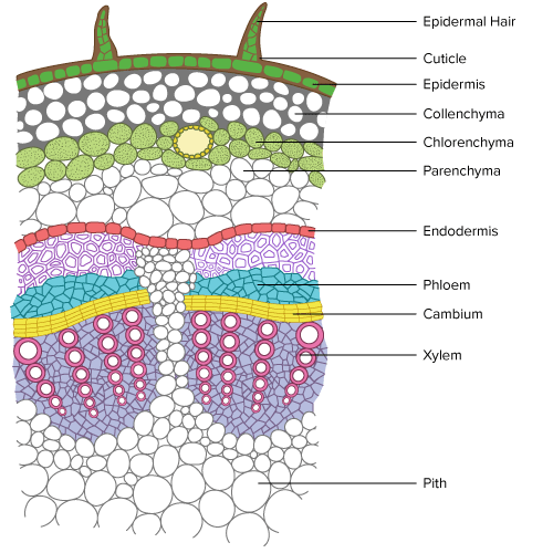 Dicot Stem Cross Section