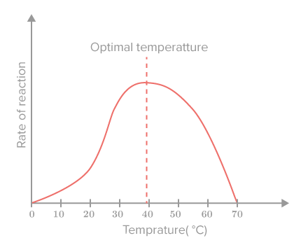 CK12-Foundation